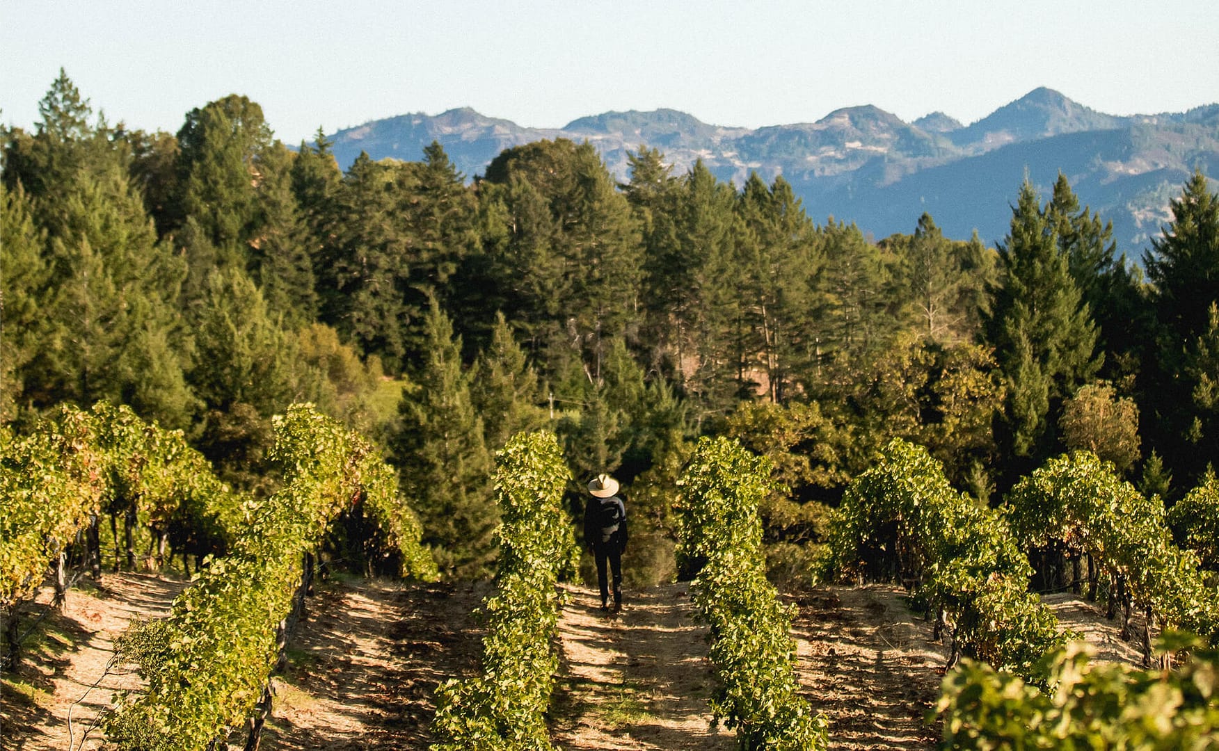 Napa Valley Wine - Makers & Allies