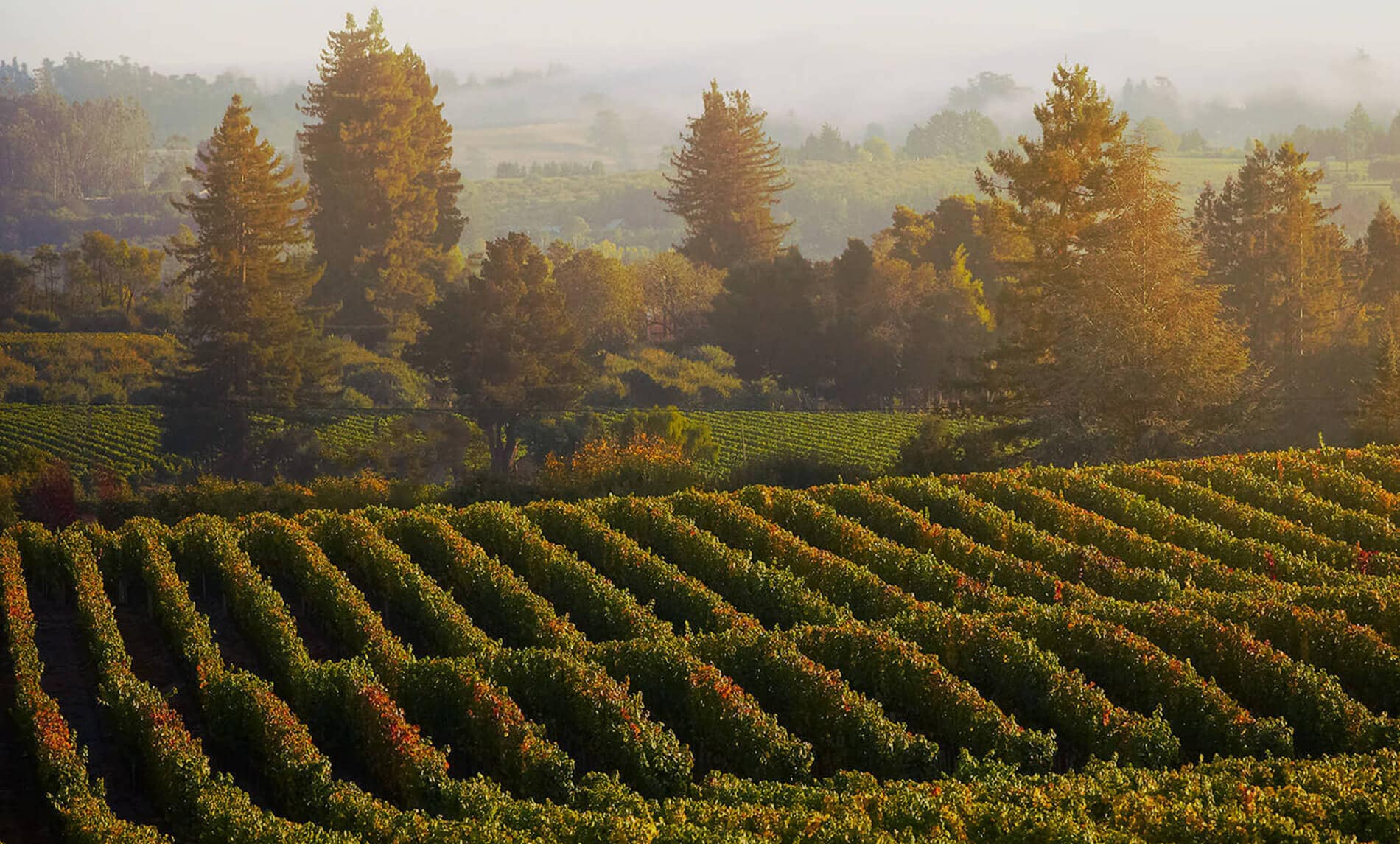 Gary Farrell - Makers & Allies